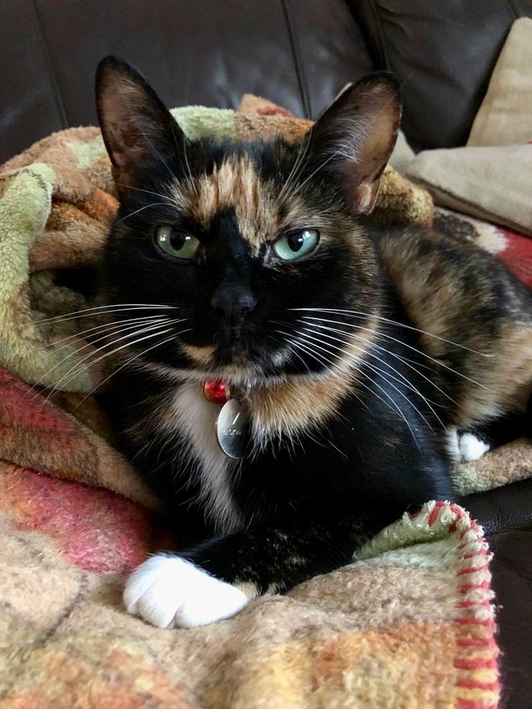 Izzi The Ghost Cat - by Nigel Higgins - What's Out There?