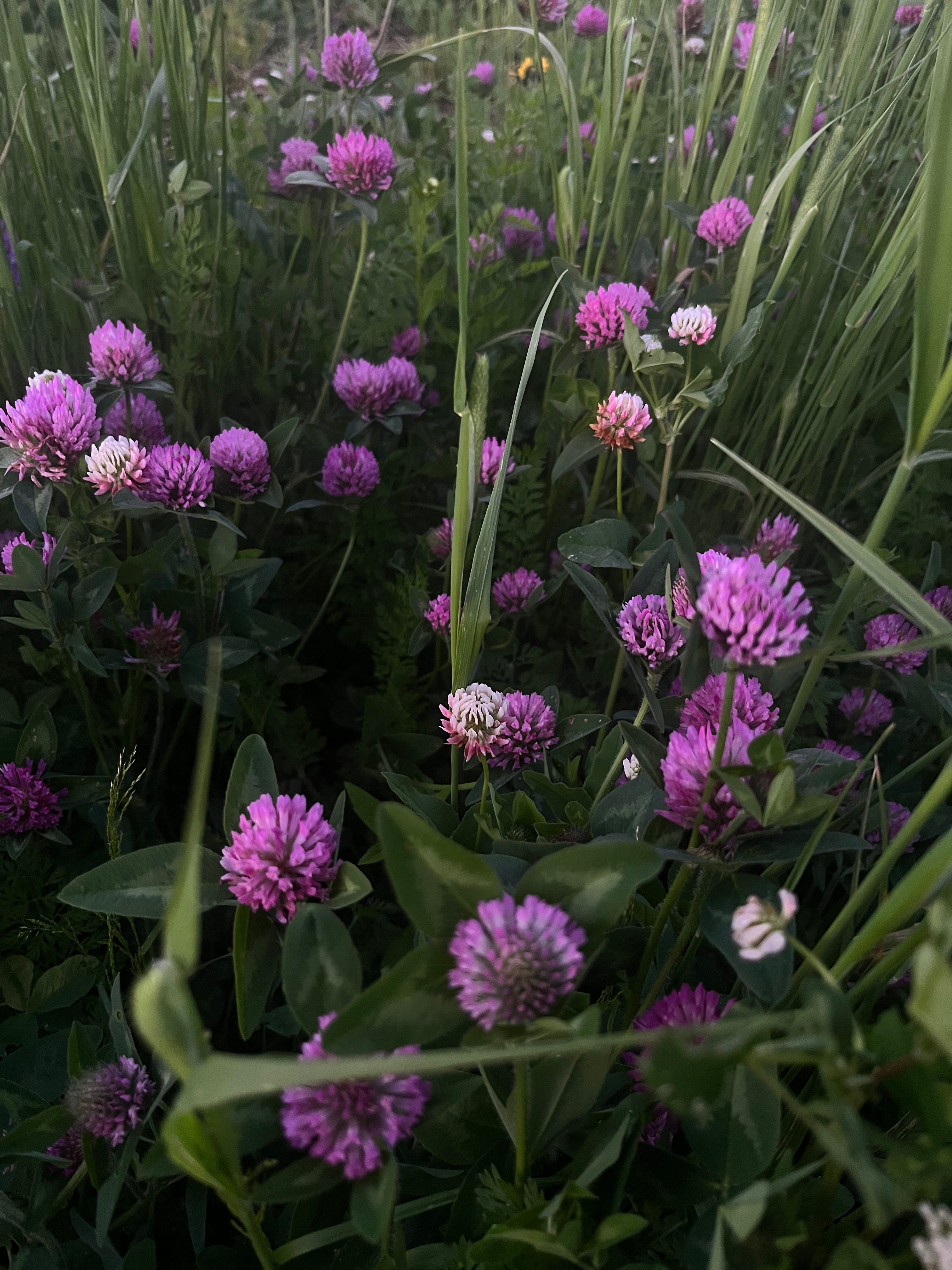 common ground - by Ruby Ted - conscious contact