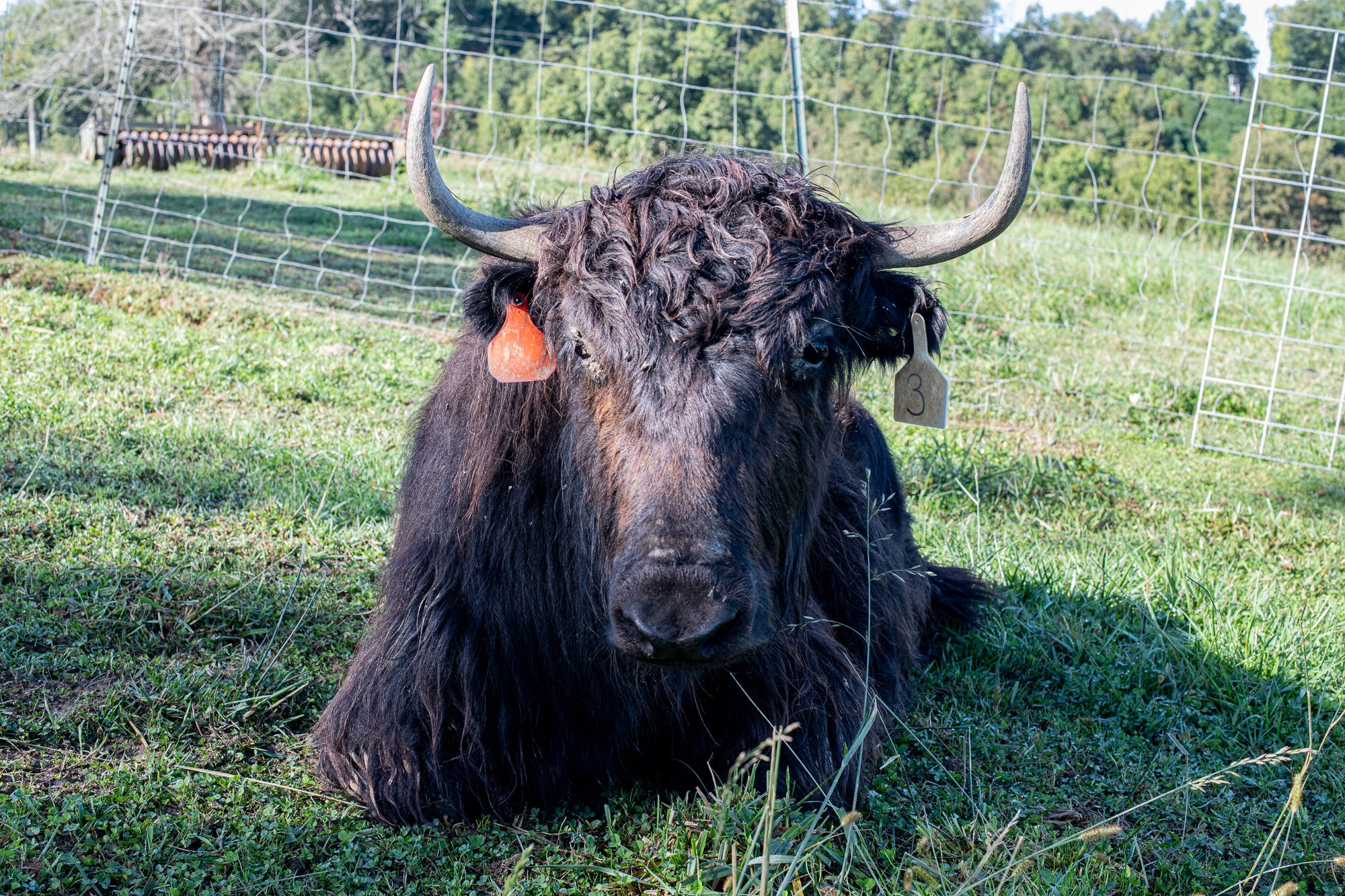 The Yak Man of Menifee County