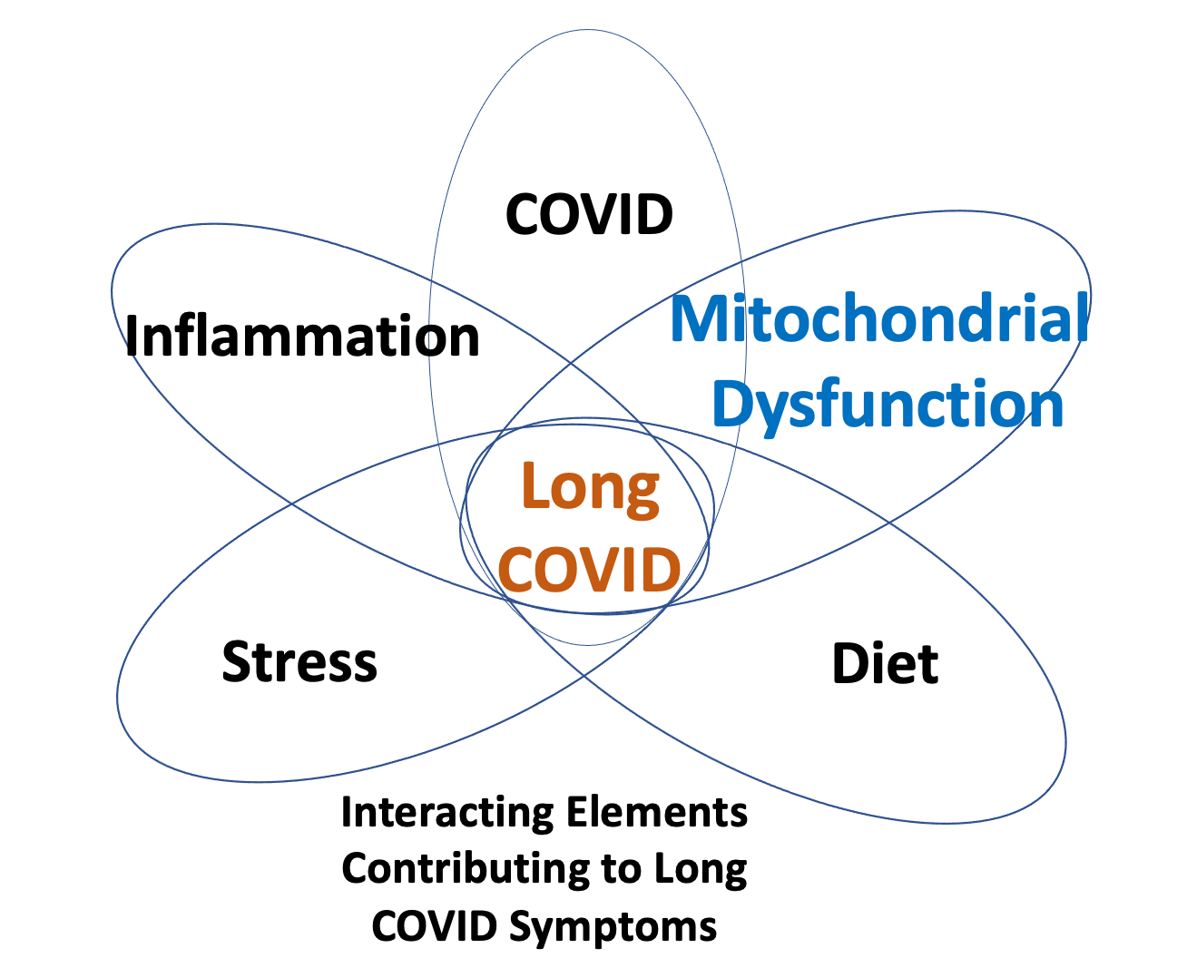 Mitochondria get center stage - by Mardi Crane-Godreau, PhD