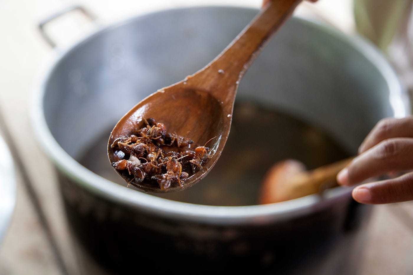 A Guide to the Edible Insects of the Americas