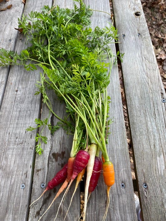 Your Garden on Steroids (Part 1) - by Bowtied Farmer