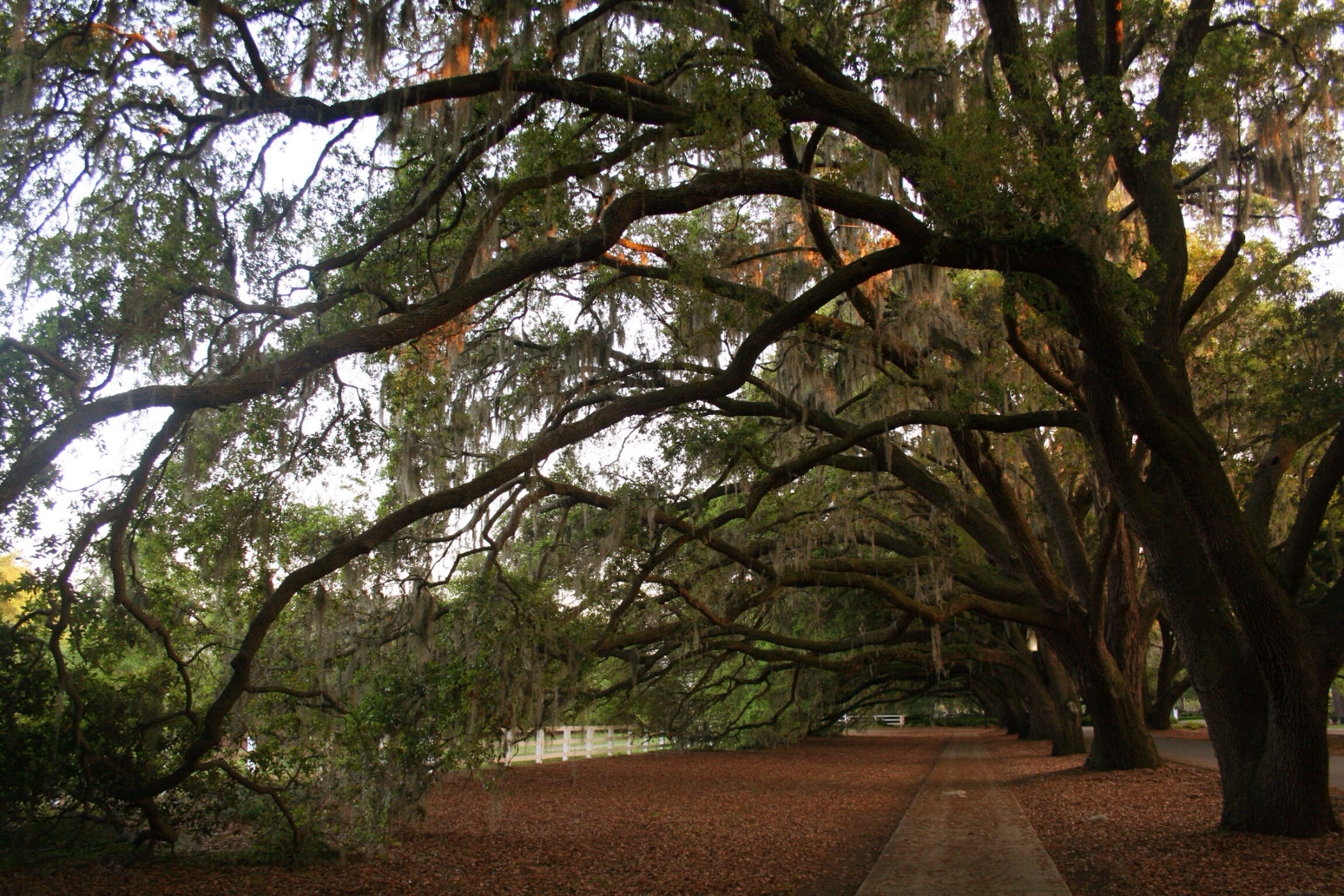 Psalm Photos - 02 - by Edward Goode - Imago Scriptura