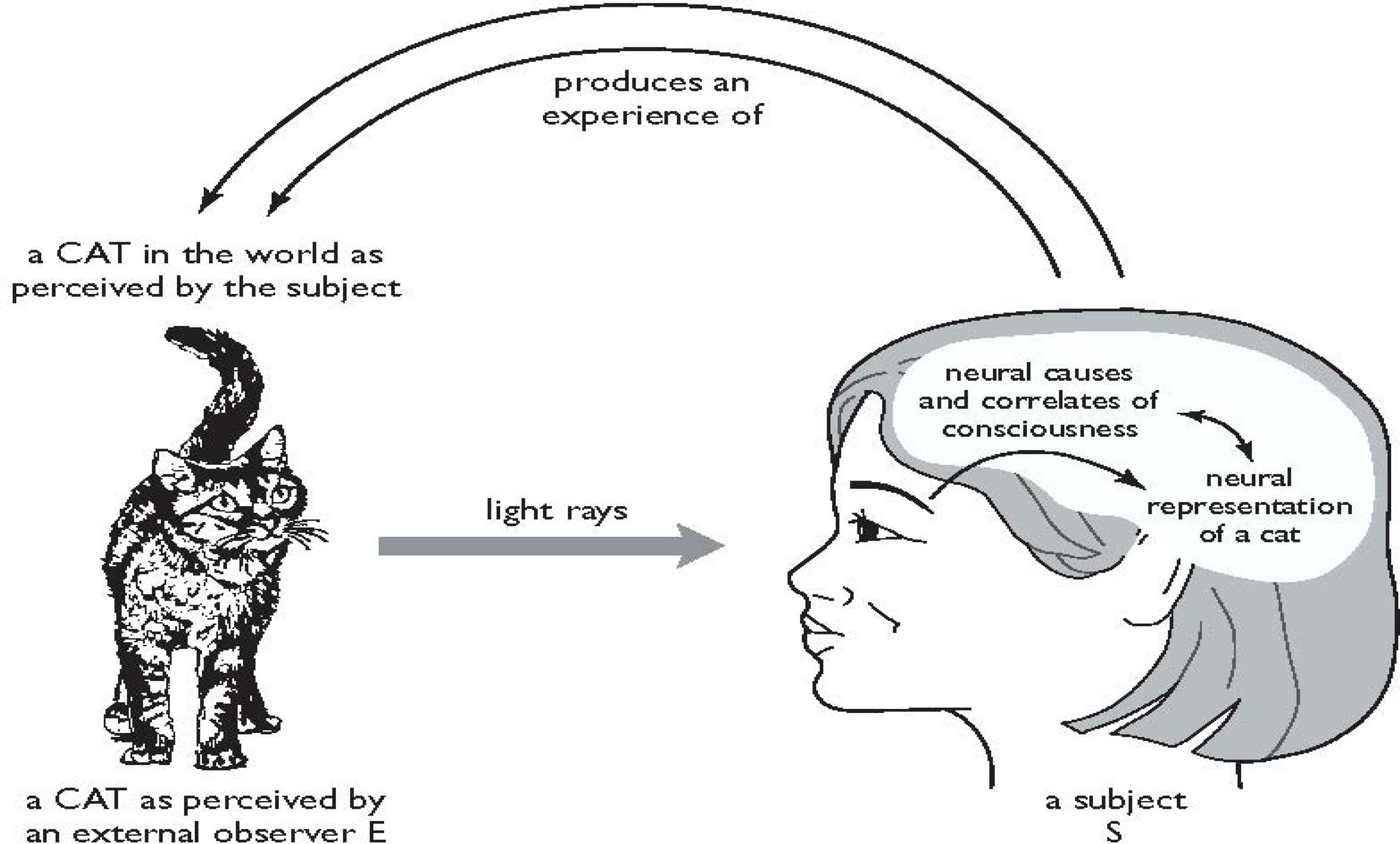 Obtaining Wisdom - by Kyree Anthony - The White Rabbit