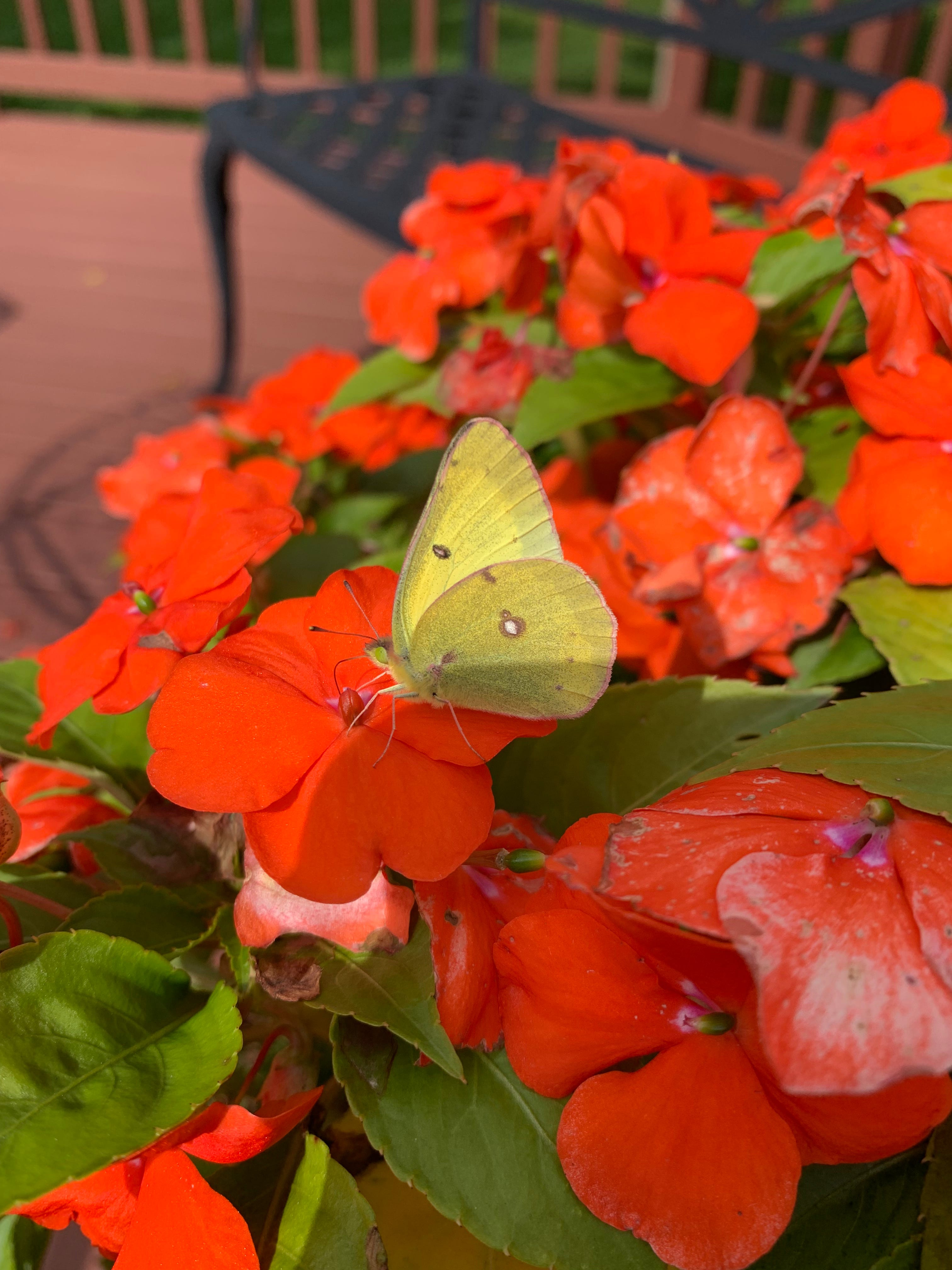 friday flutterby - 3musesmerge