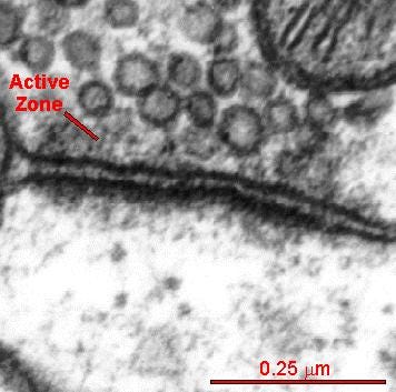 Active zones and postsynaptic clusters at the neuromuscular junction