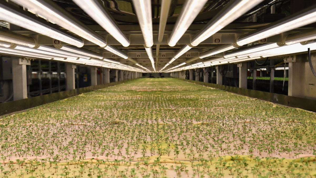 How the Dutch used technology and vertical farming to emerge a major ...