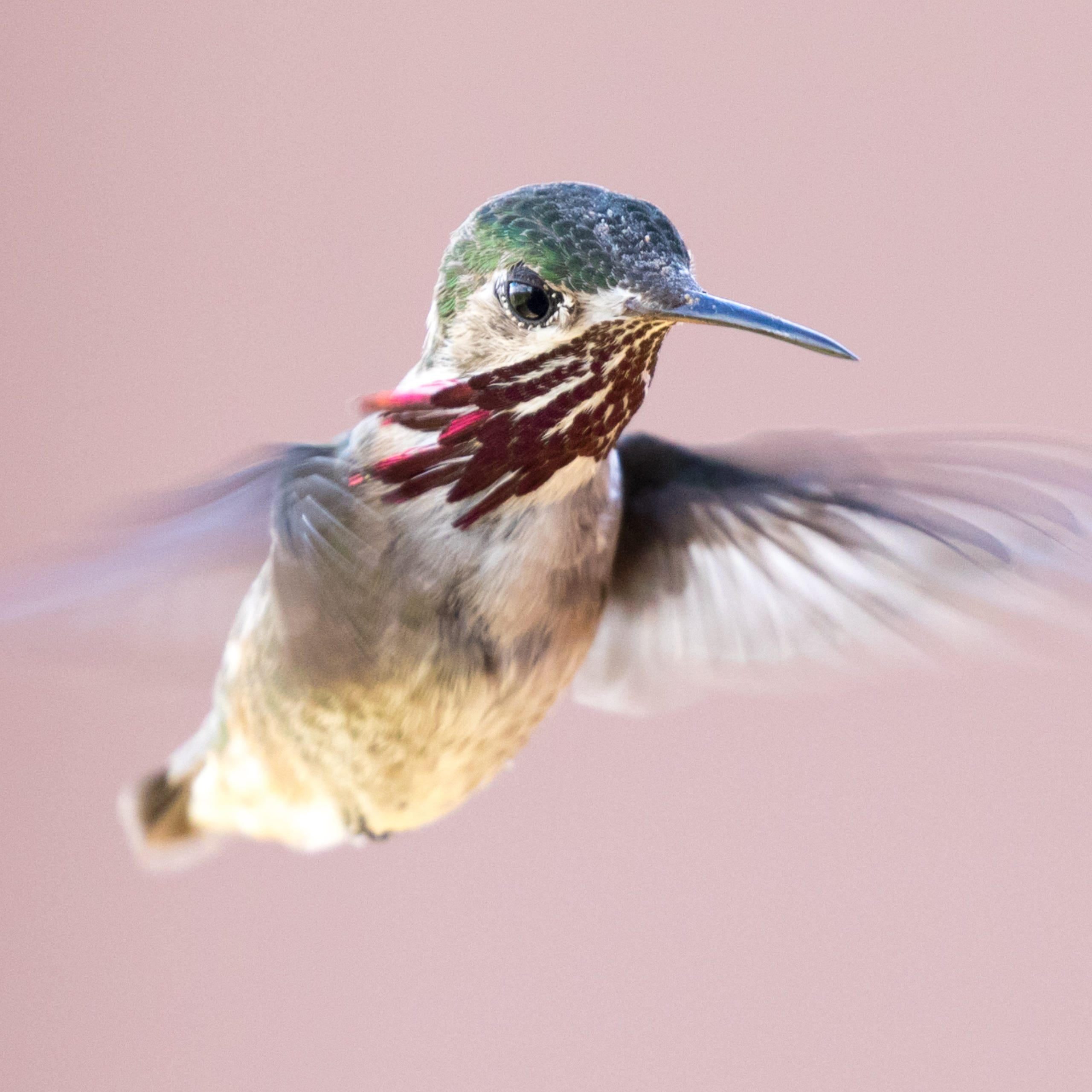 How Can I Lure Hummingbirds Every Day with Shade Loving Flowers?