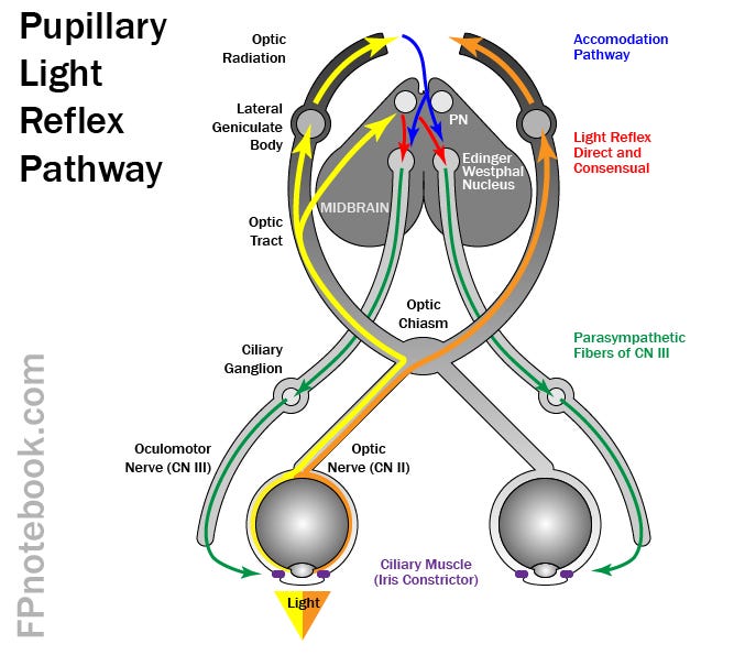 Argyll-Robertson Pupil Syndrome - by Gavin Giovannoni