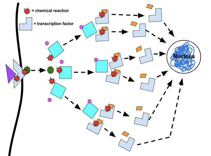 Muscle Mania Part III: Mechanisms For More Muscle