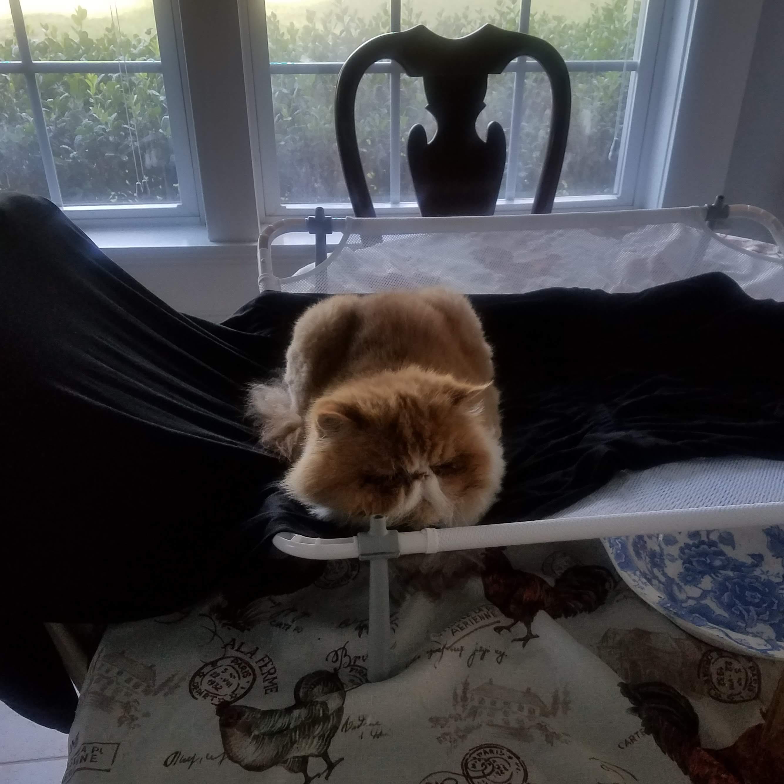 Dispatch Newsletter | Katie | Substack