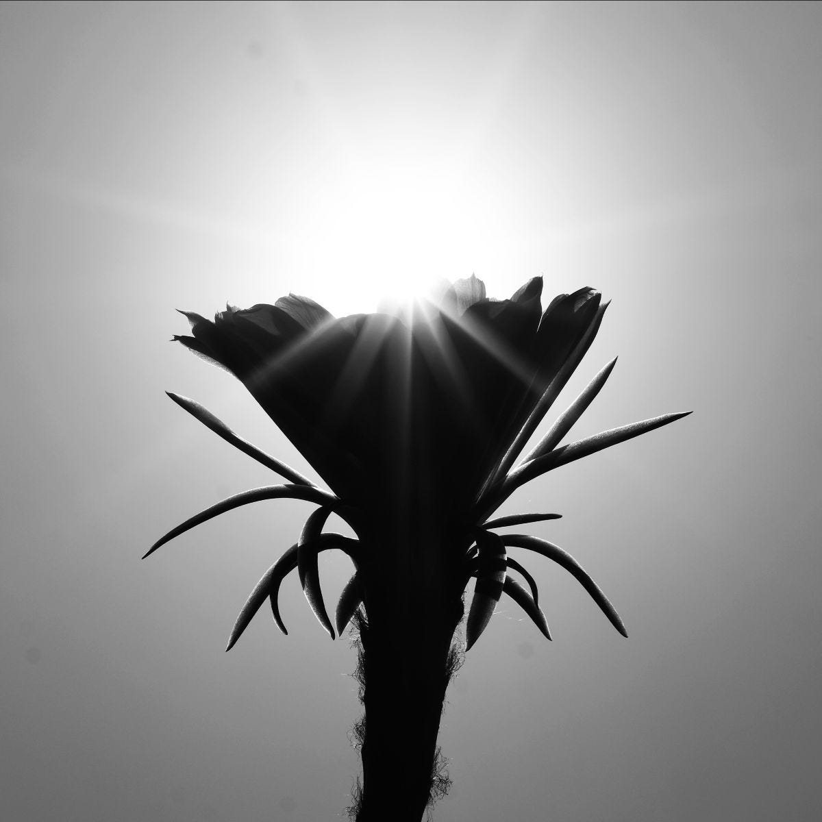 Stories of Water - by Huachuma Collective - AGUA·COYA