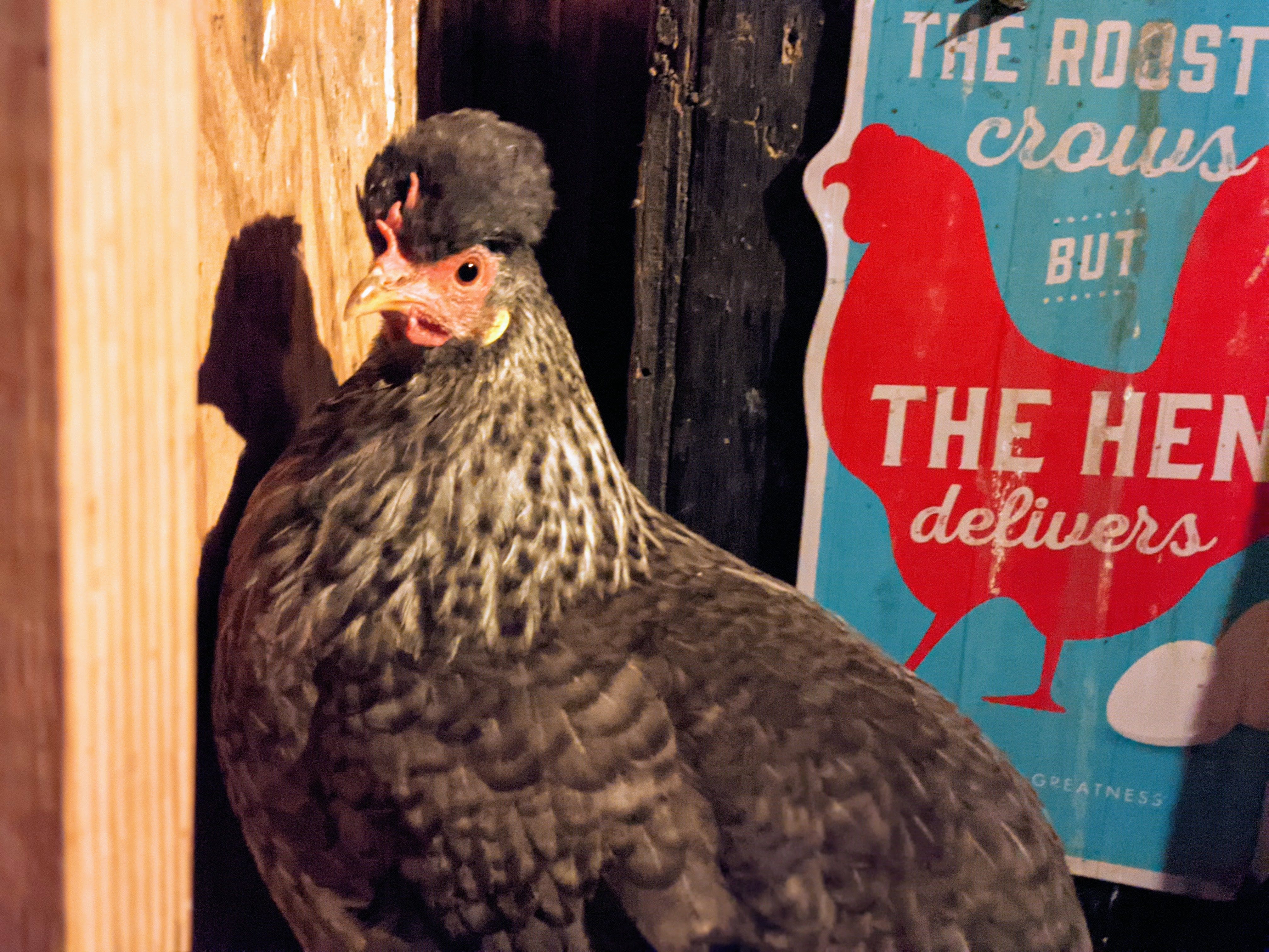 This Bird Would Like A Word - by AC Shilton