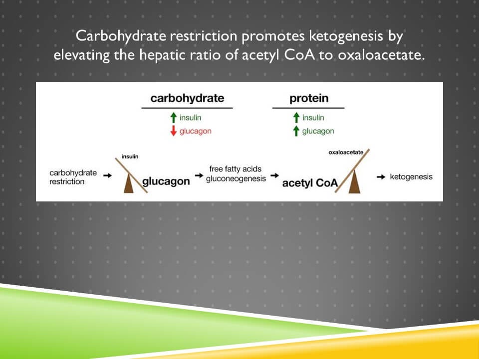 32. This is How Ketogenesis Works