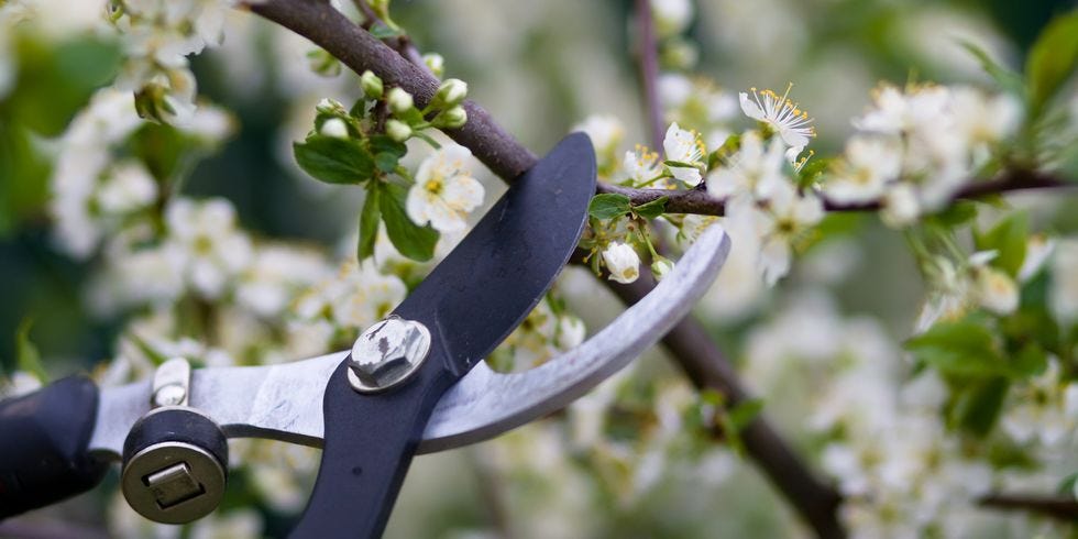 Removing the Dead Petals in Our Lives - by Andrew Yang
