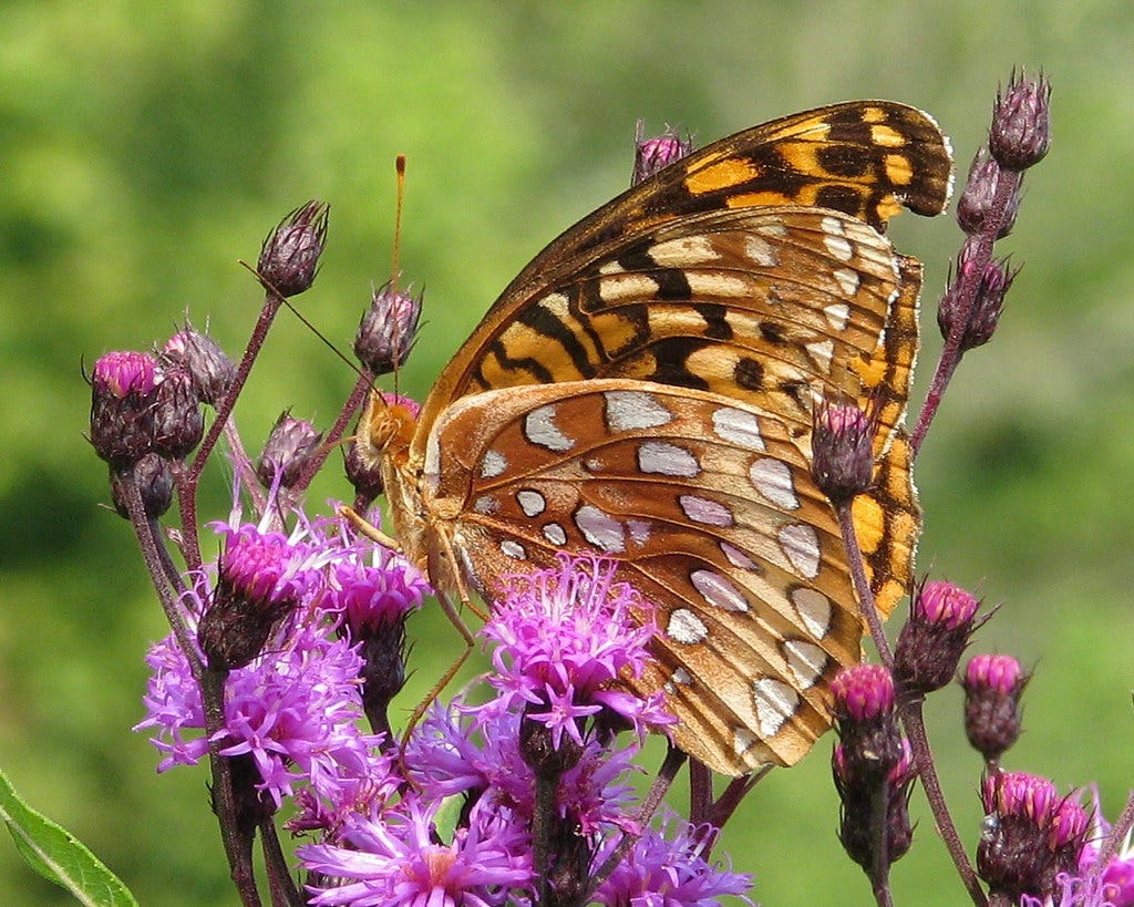 Forsake the Rake - by Lolly Jewett - The Bees' Knees
