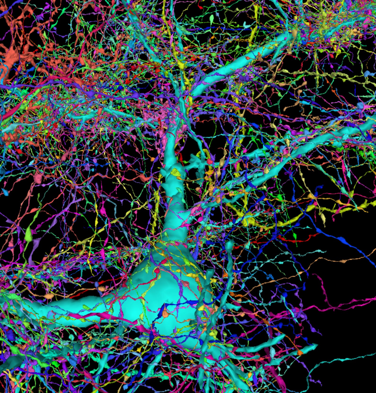 Memia 2021.22: Neuroglancer🧠🔬// everyone's talking about govcoins ...