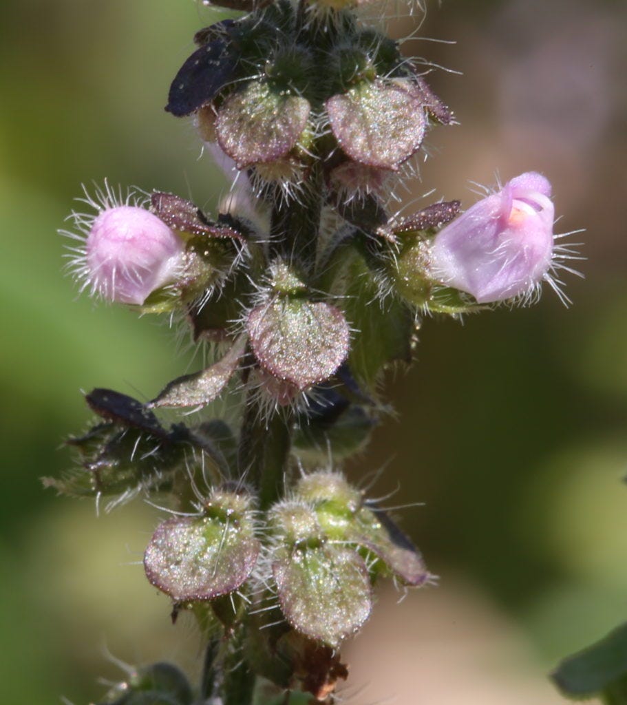 Ethiopia is the source of the temperate Tulsi with its spicy scent of ...