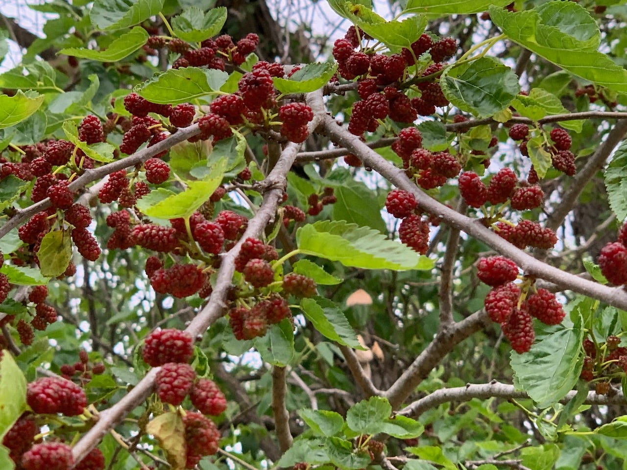 Mulberry Community Canoe - Sat May 7 - by John Ruskey