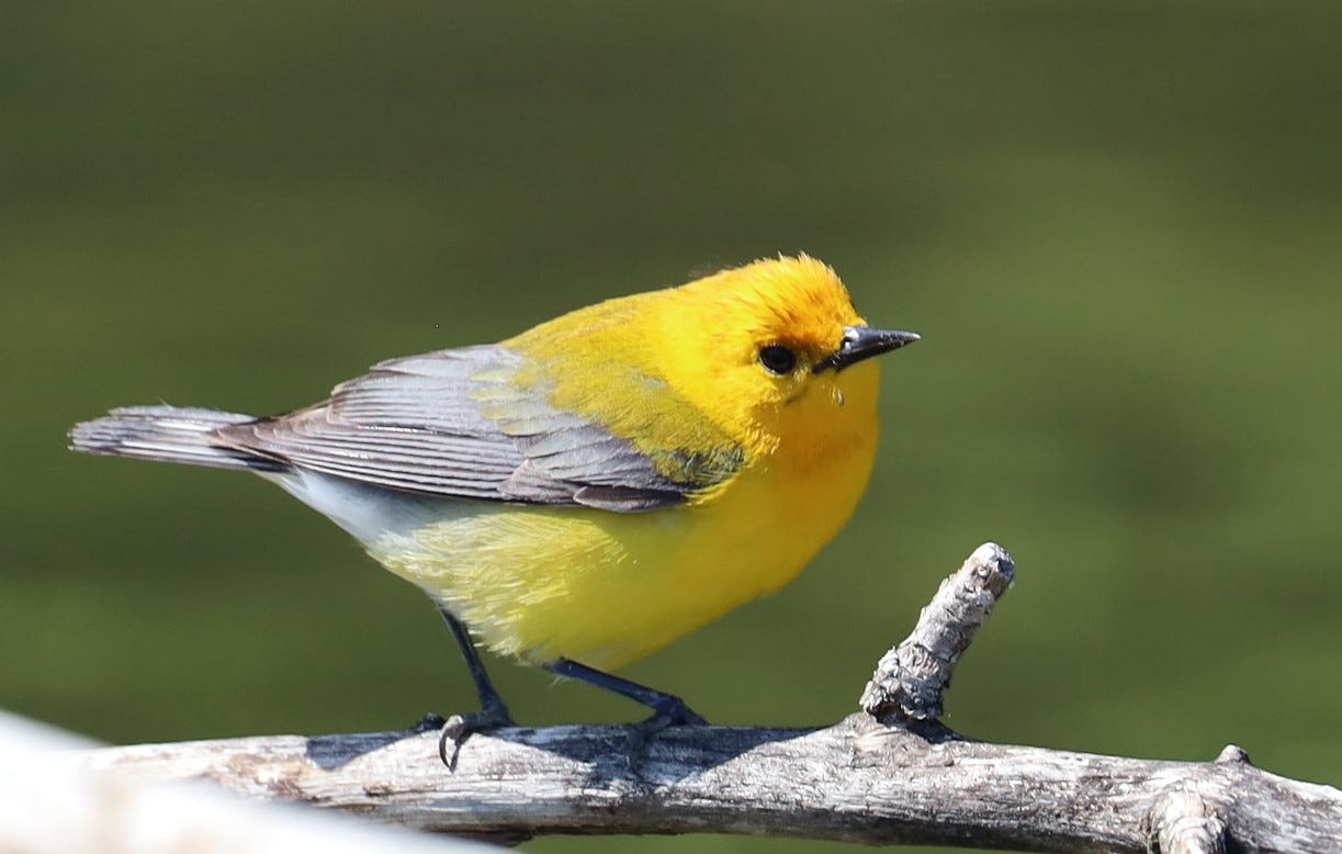 Prothonotary Warblers, the 'swamp candles' of our flooded forests