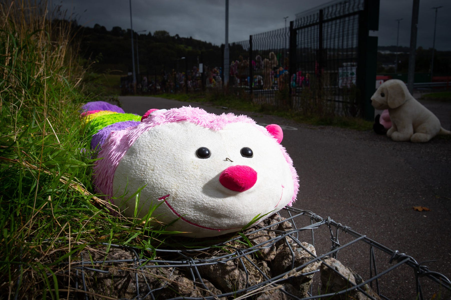 Toy Story: The second life of Cork's unwanted teddy bears