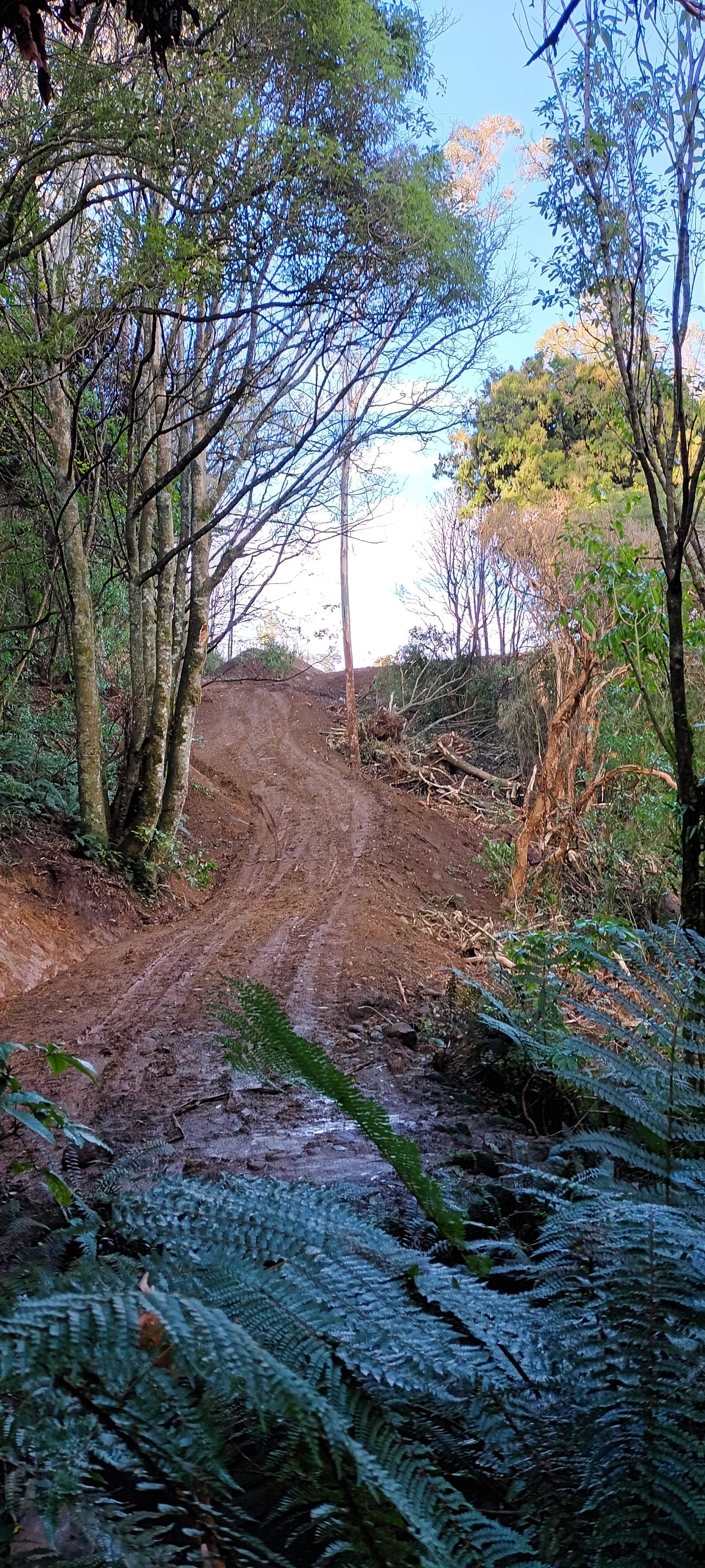 'I lost a friend and I lost a forest - my sanctuary'