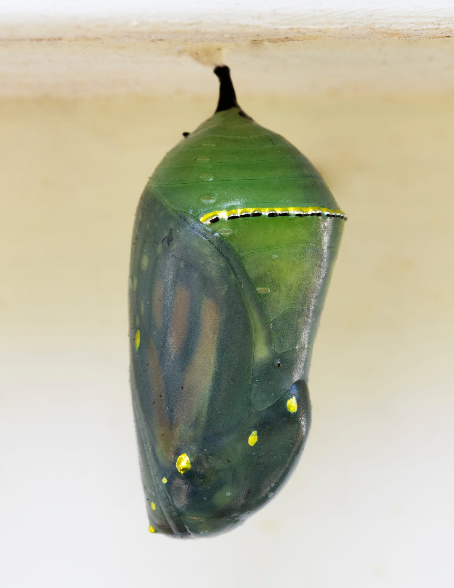 Graceful Exits - by Marga Laube