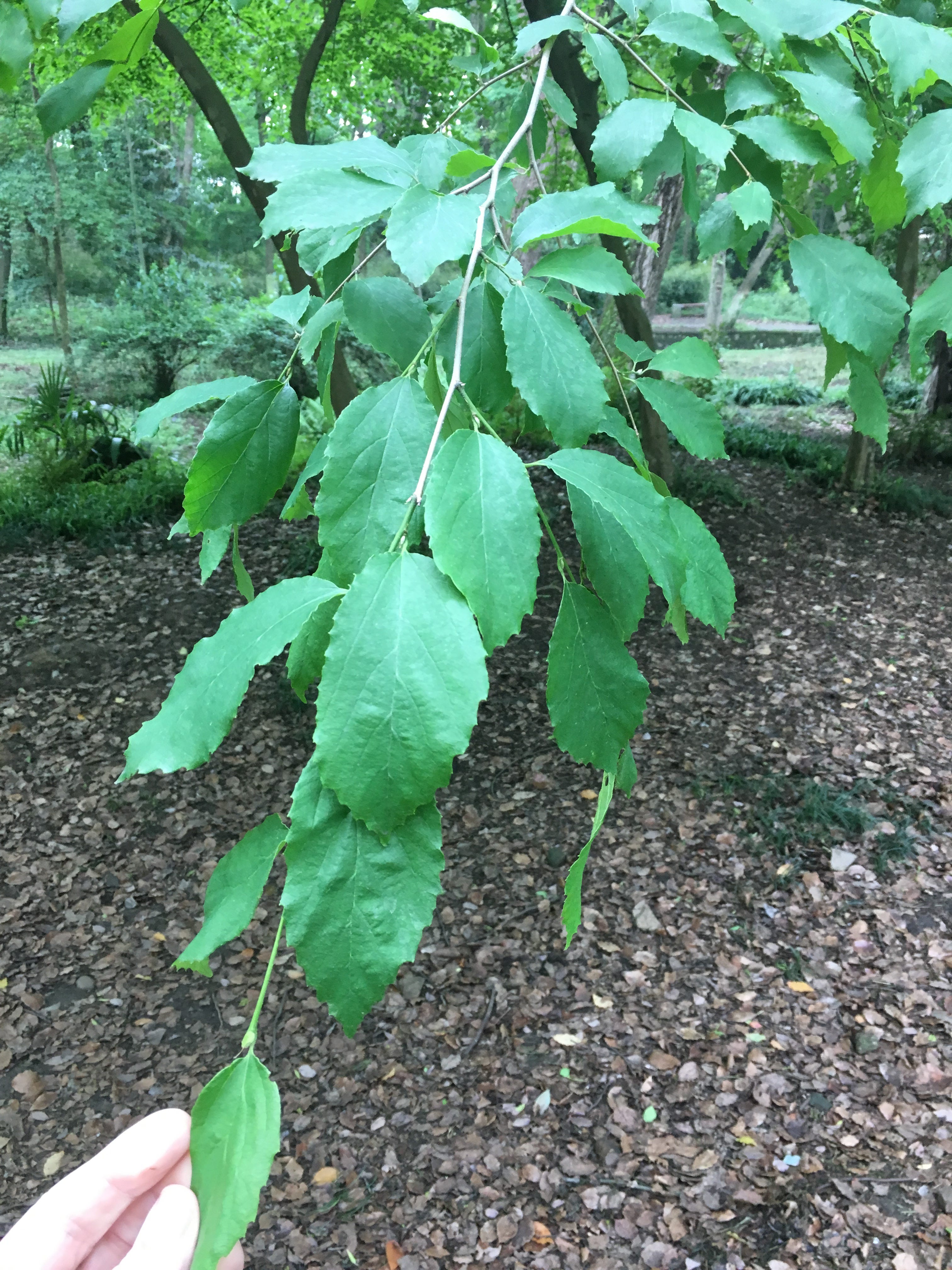 Parrotia subaequalis - it’s ecology and current status