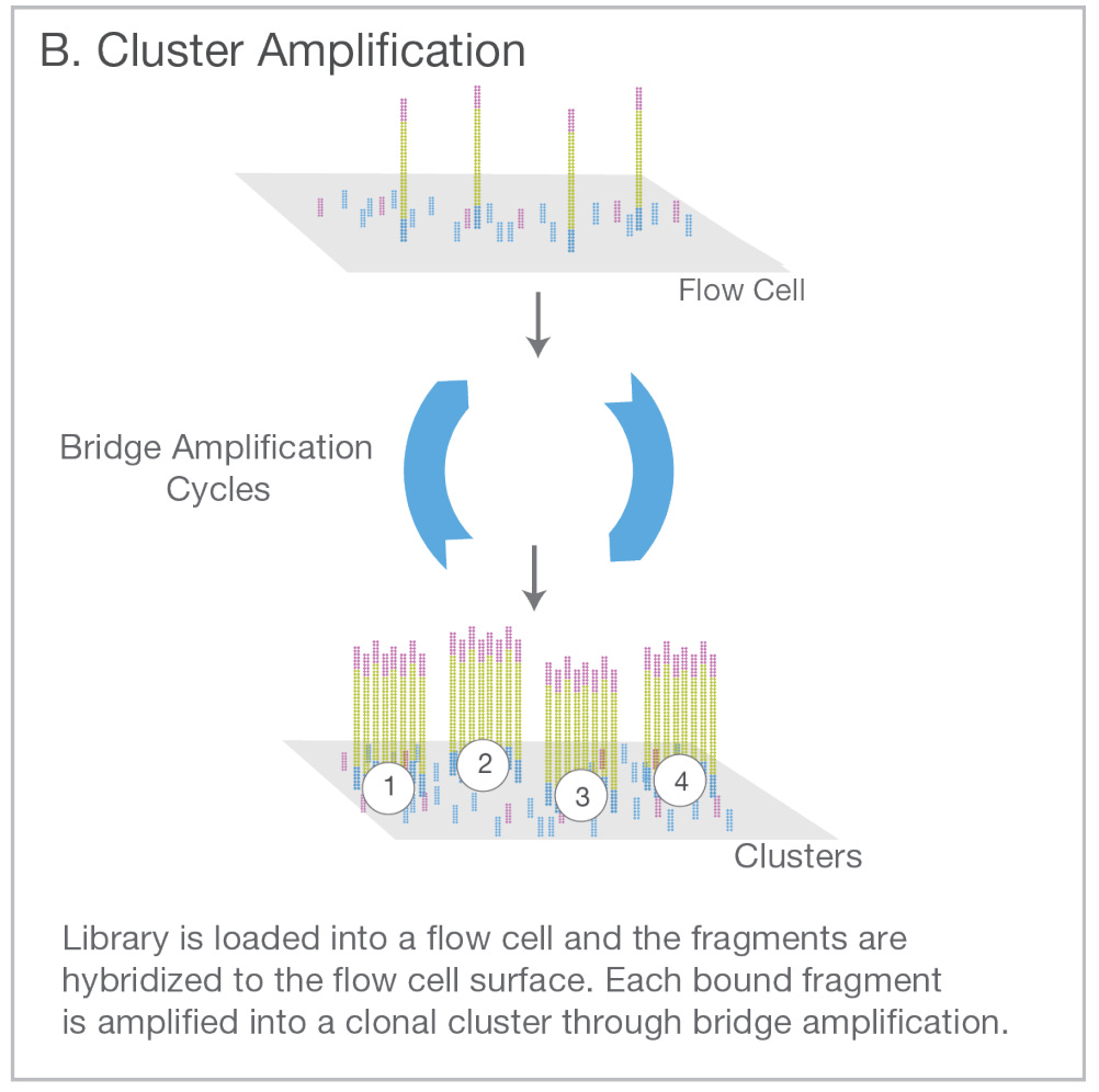 What's different? Part one: Sequencing