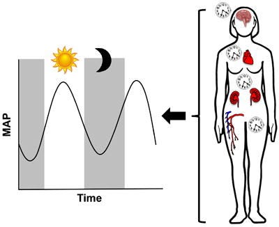 The Ultimate Guide to Sleep and Cardiovascular Health