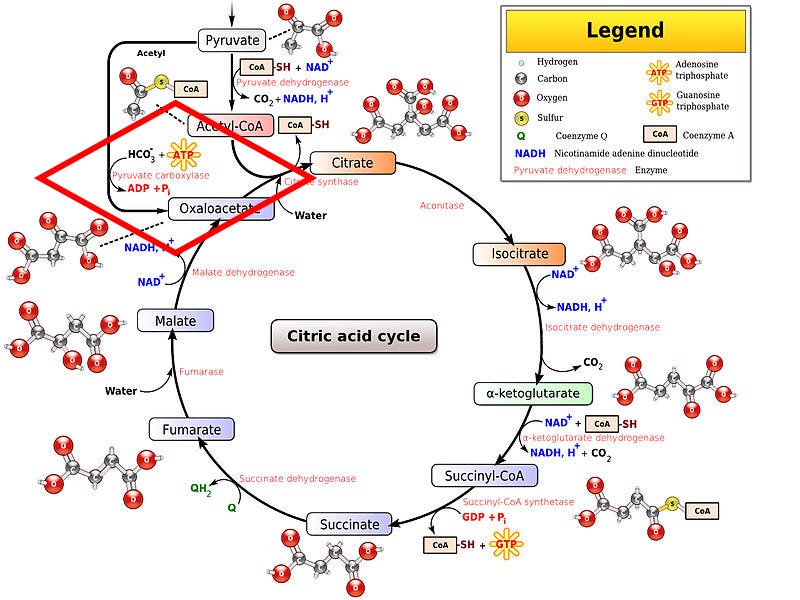Creatine - Cognitive Improvements and Physical Performance
