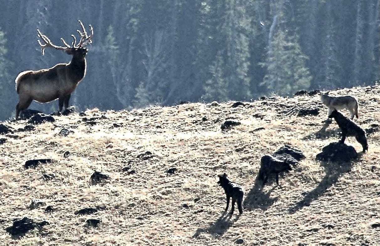 Fact Check: Wolves Are Ruthless Killing Machines