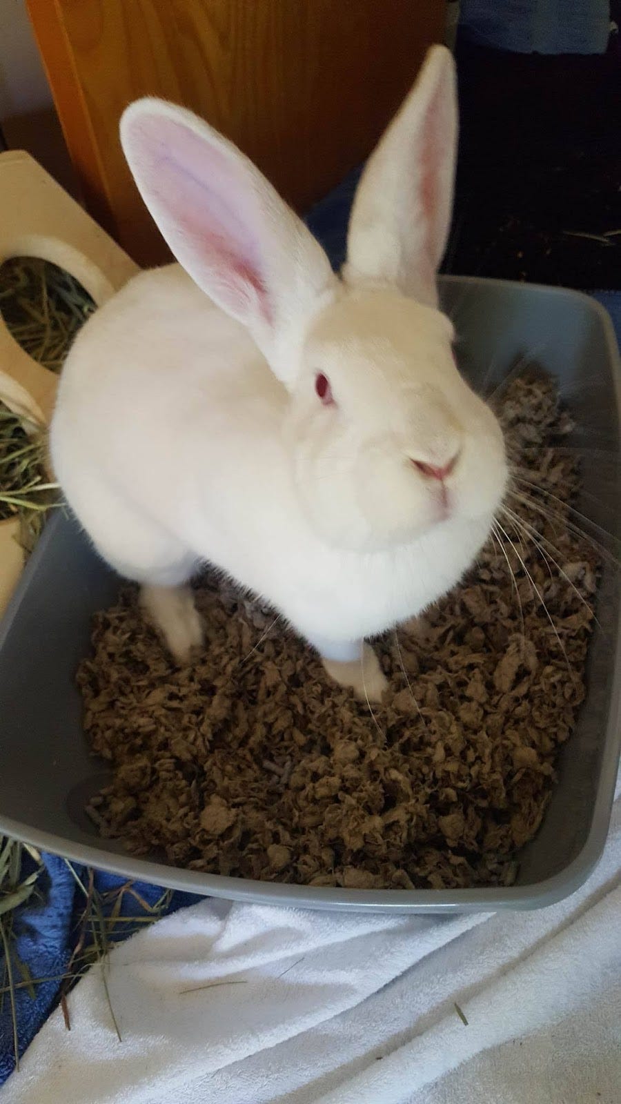 Rabbit = Good Friend - by Noah Smith - Noahpinion