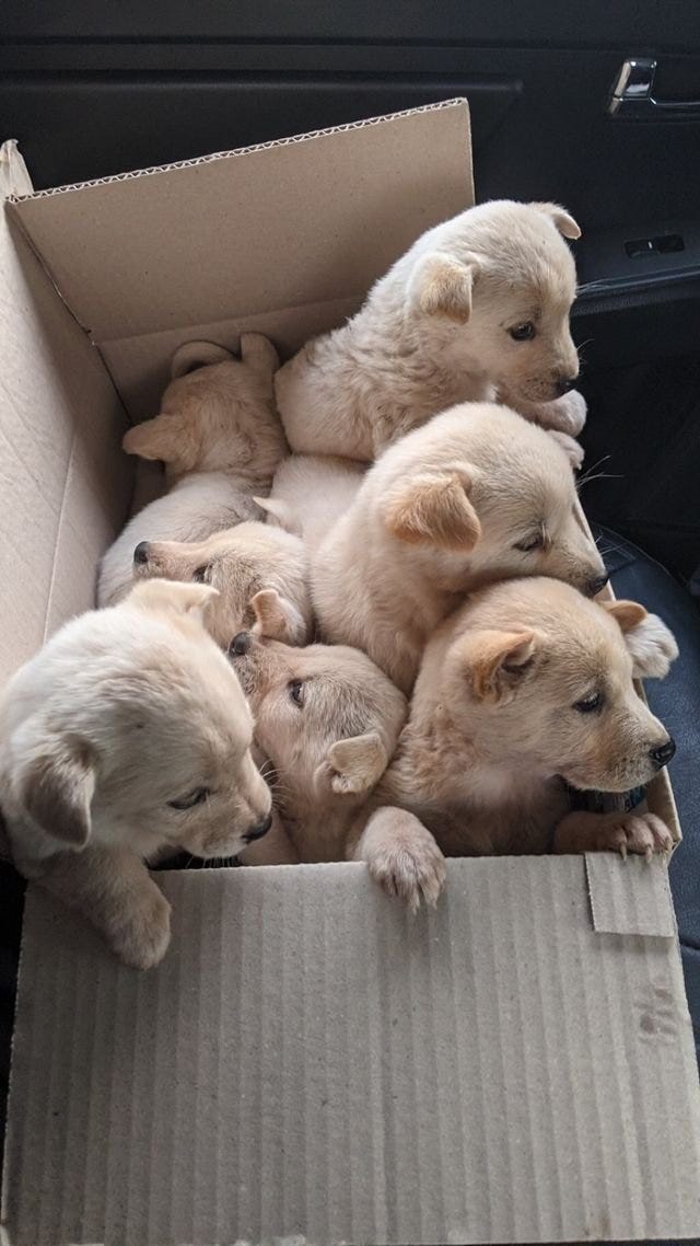 What Bomi Taught Me About Korea - Fighting Stripes