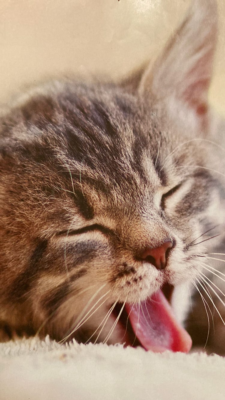 kitten seeking answers | Substack