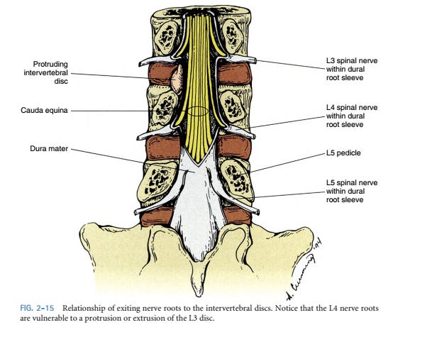A visual tour of the lumbar nerve roots - by Tom Jesson