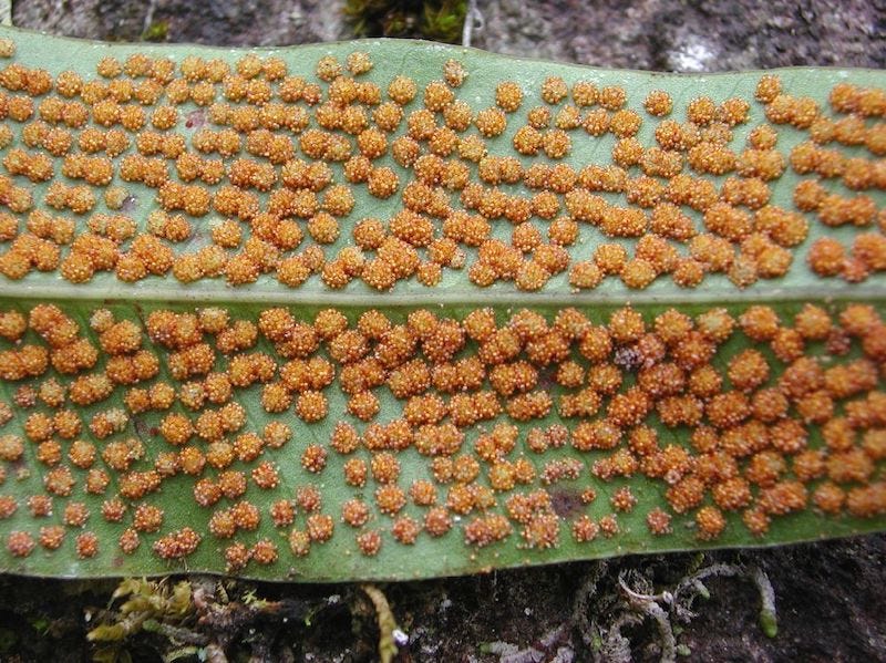 Diary: Anakana Schofield, Midway on Two Journeys