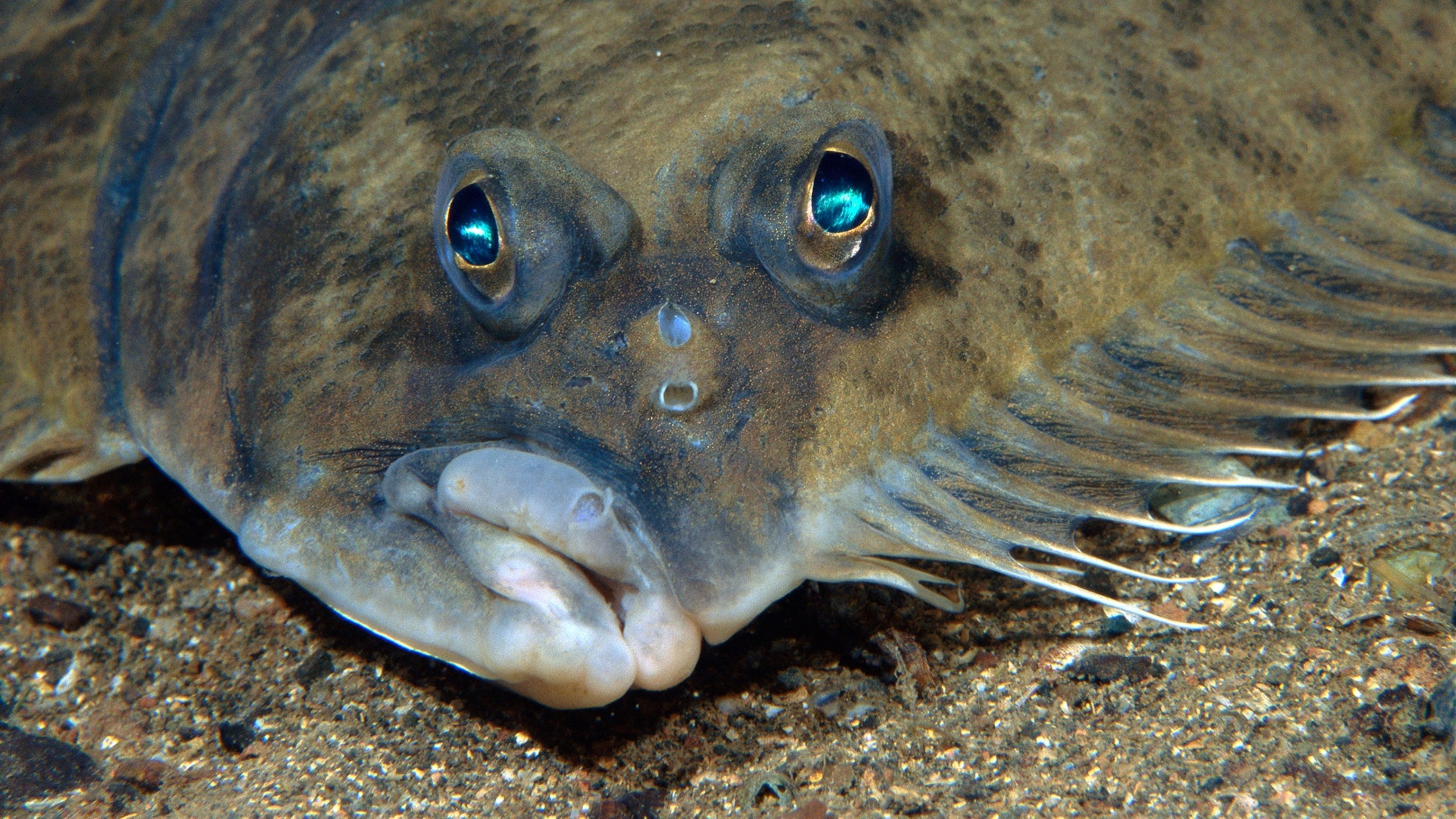 The unmagicking of Disney - by Marion Teniade