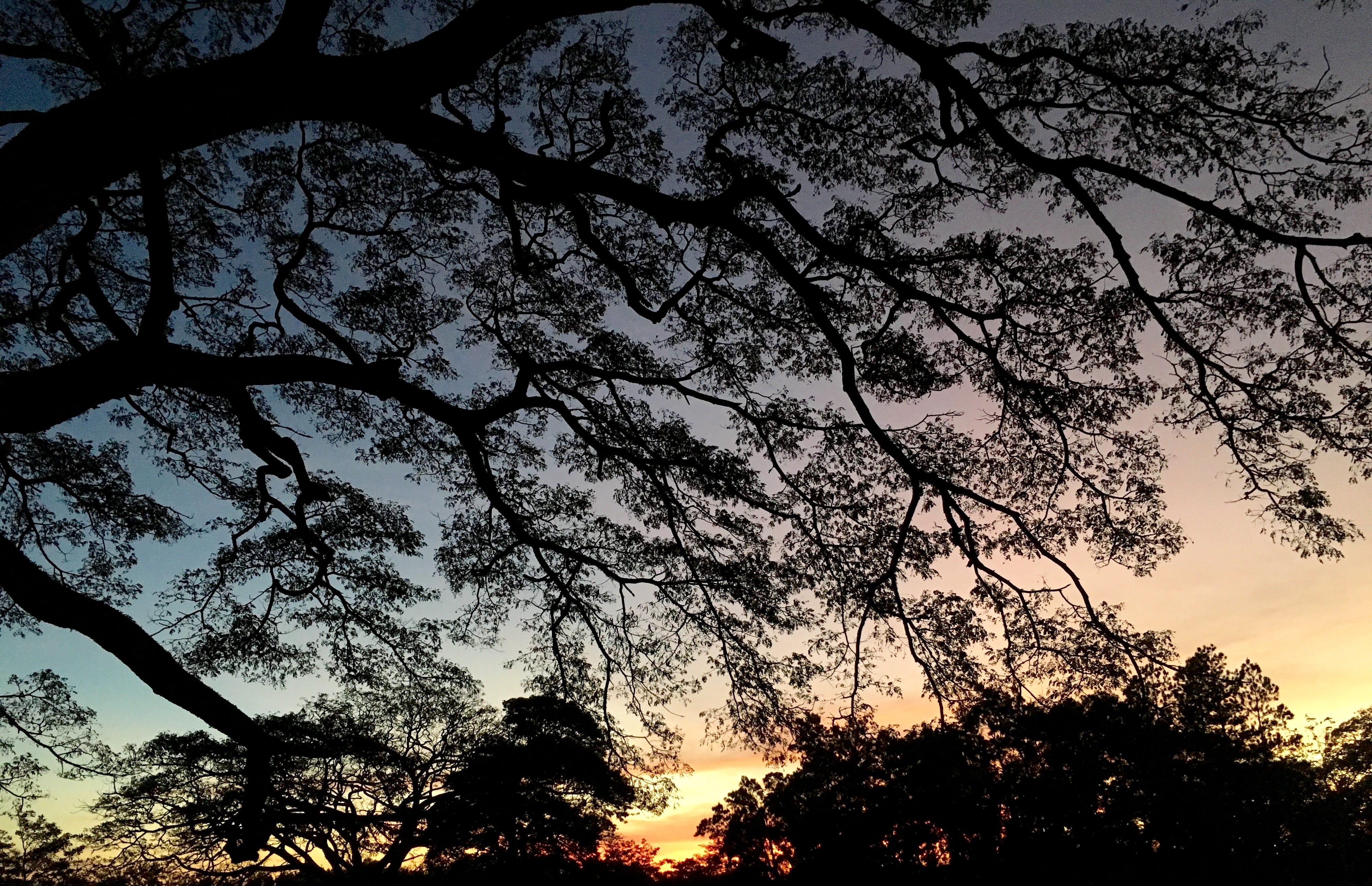 Rethinking Happiness During COVID - by Emily Dameron