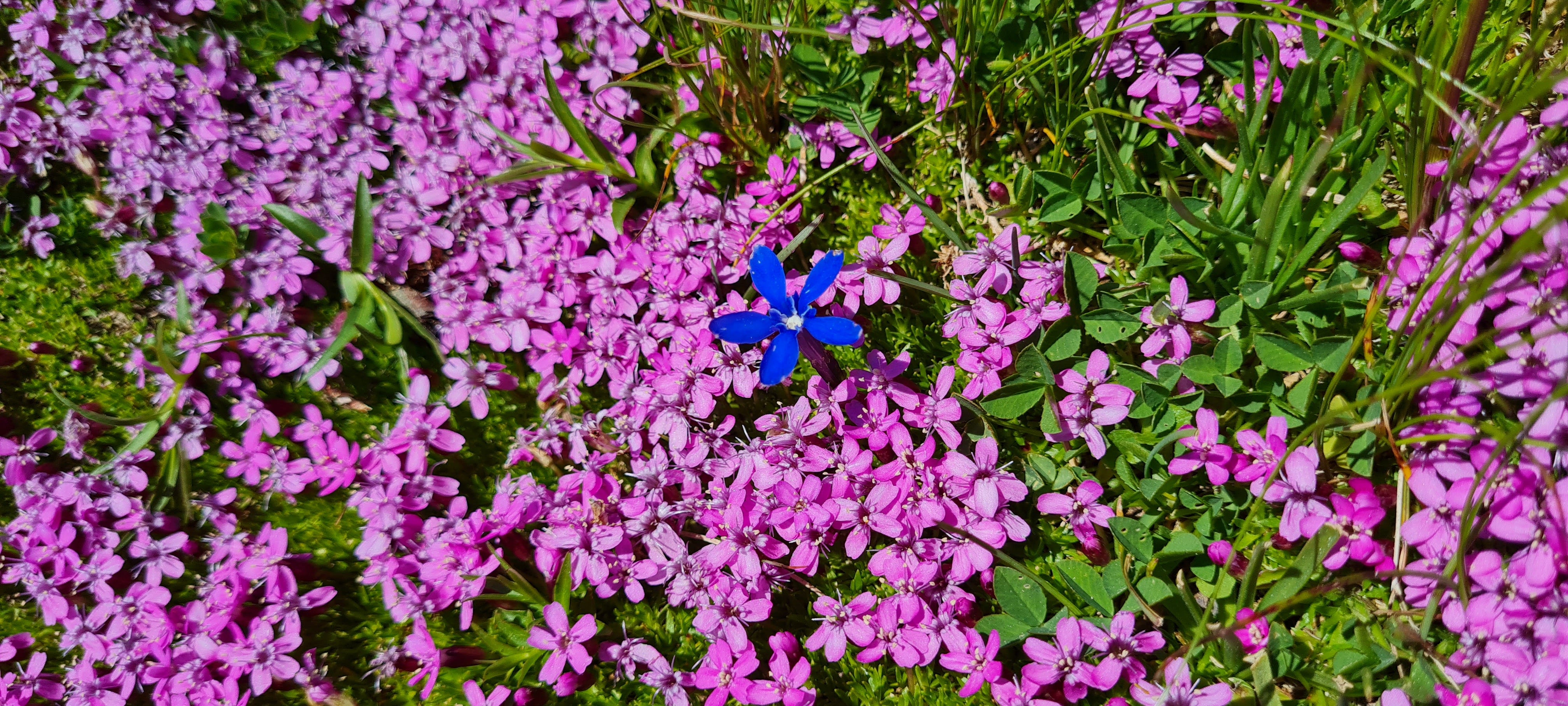 Ecosystem Pollination - by Arjan Tupan - trpplffct