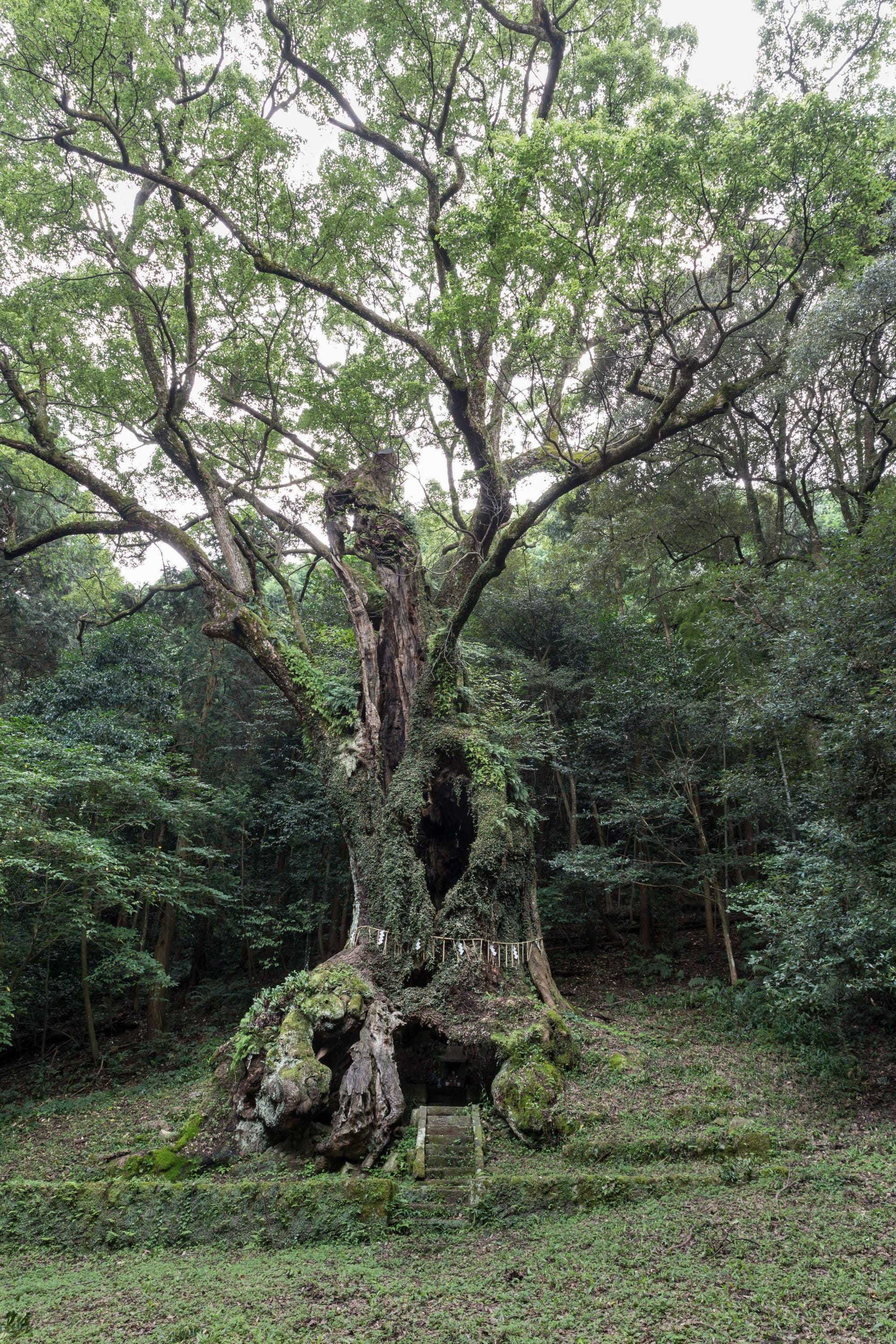 The Sacred Tree of Takeo Shrine (Takeo's Okusu Tree)