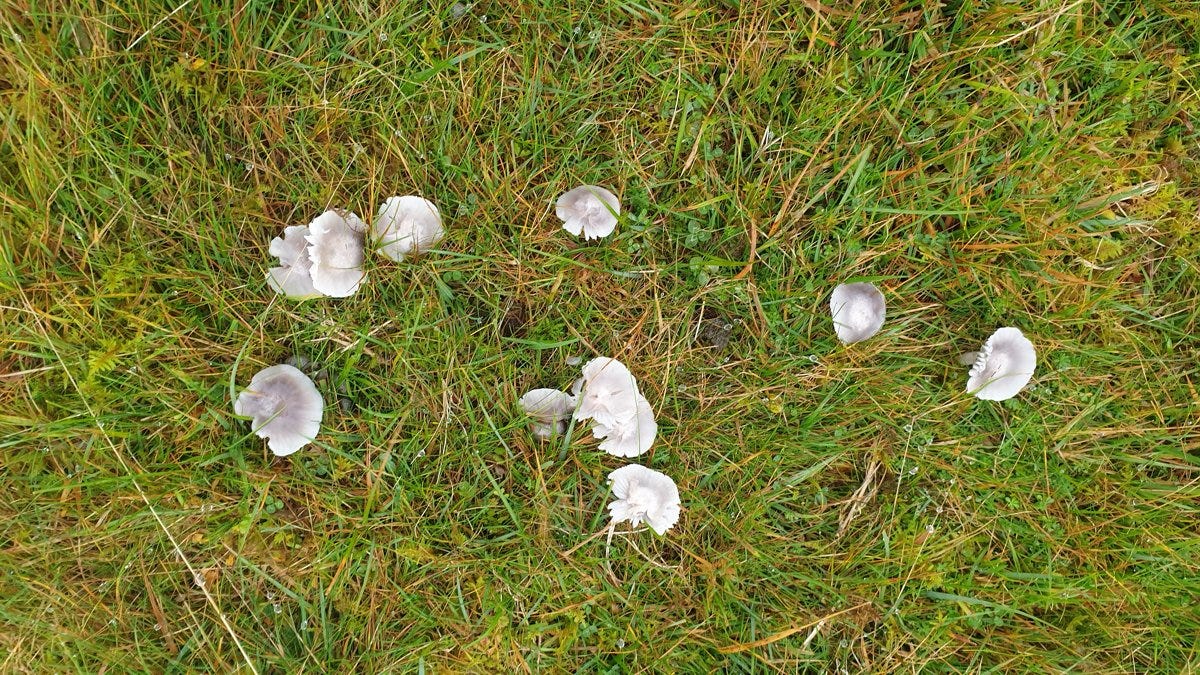 The Talented Mr Whippy - The David Charles Newsletter