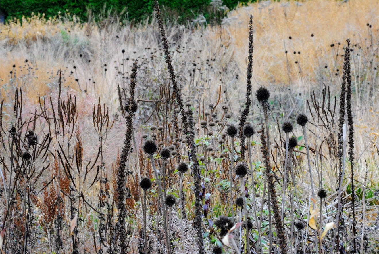 Dormancy as a Feature, Not a Bug - by Lolly Jewett