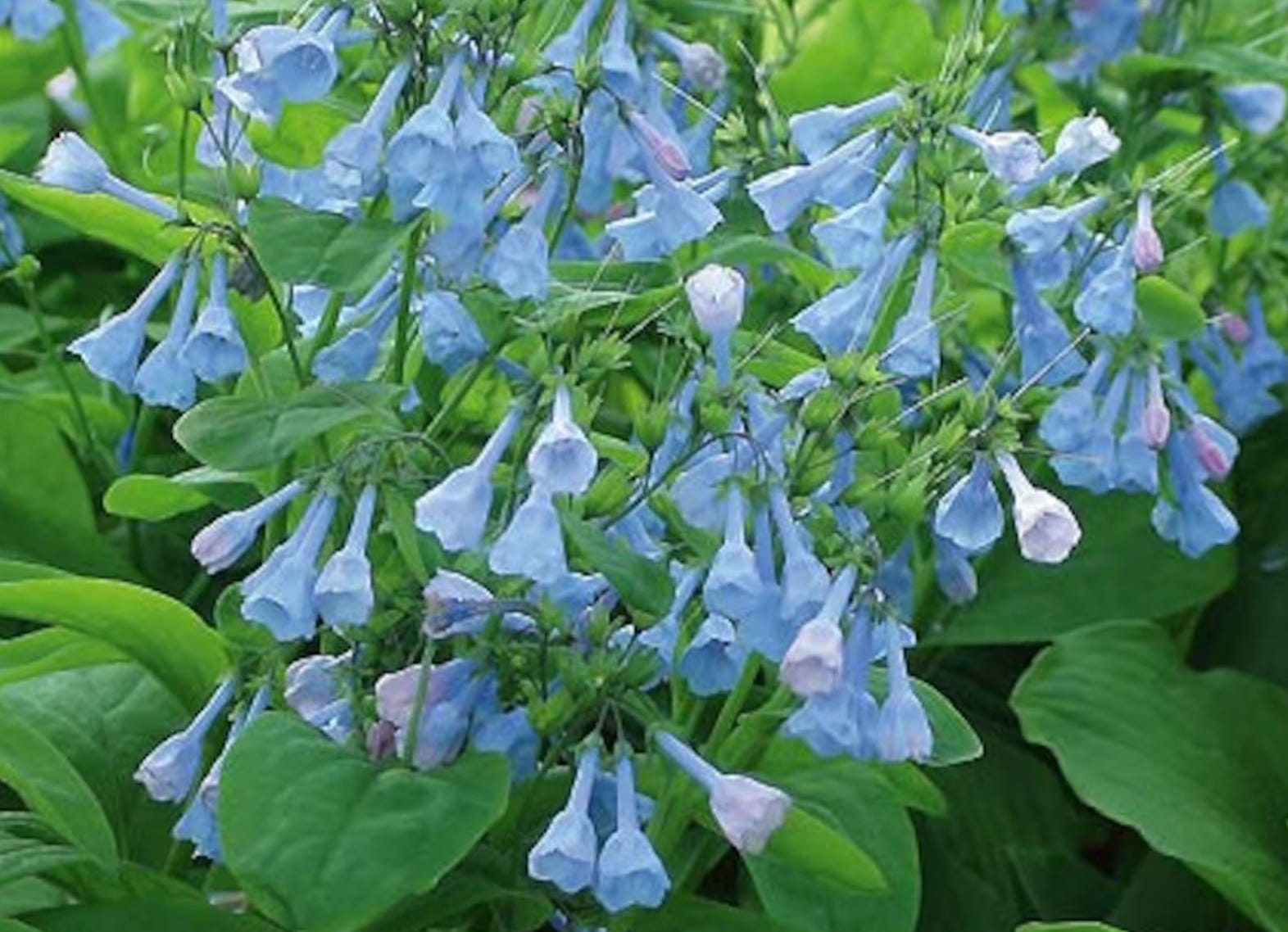 Emma #44: May 1931 - by Linda Hoopes