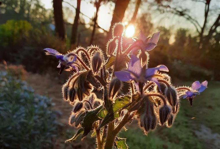 Bring on the Ukrainians - by Charles FLATT