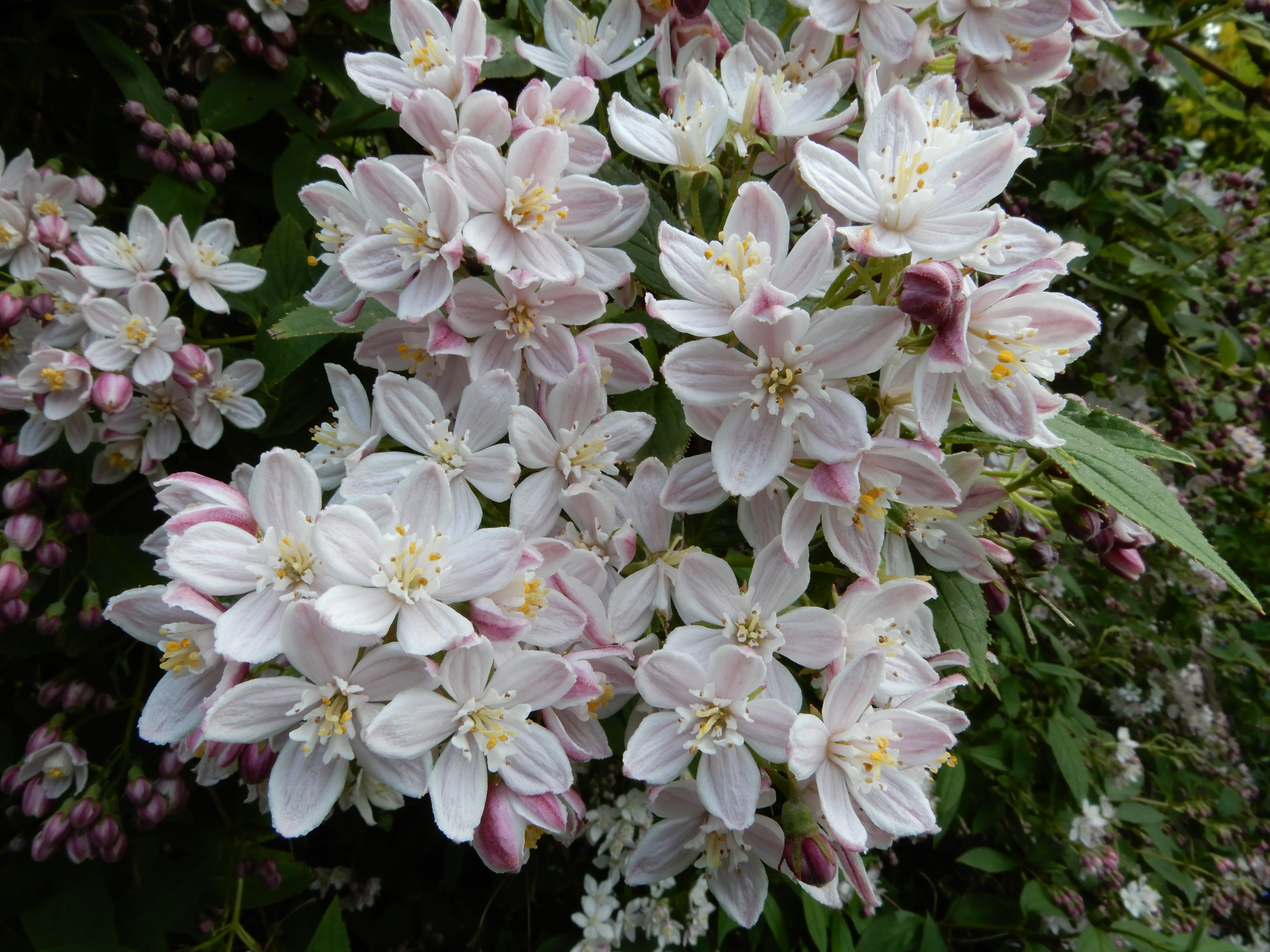 Plant Selection - by William Stanger - Whatton House Garden