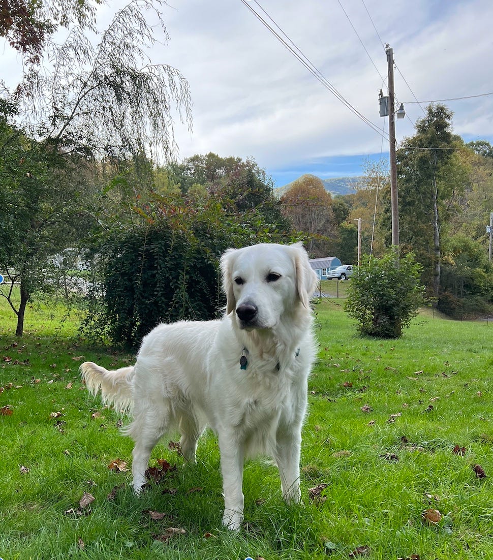 Hi frens, it's me, Courtney! - by Courtney Trethric