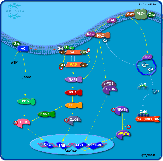 A Scientist's View on Genesis 1 - by Karen Hoffman