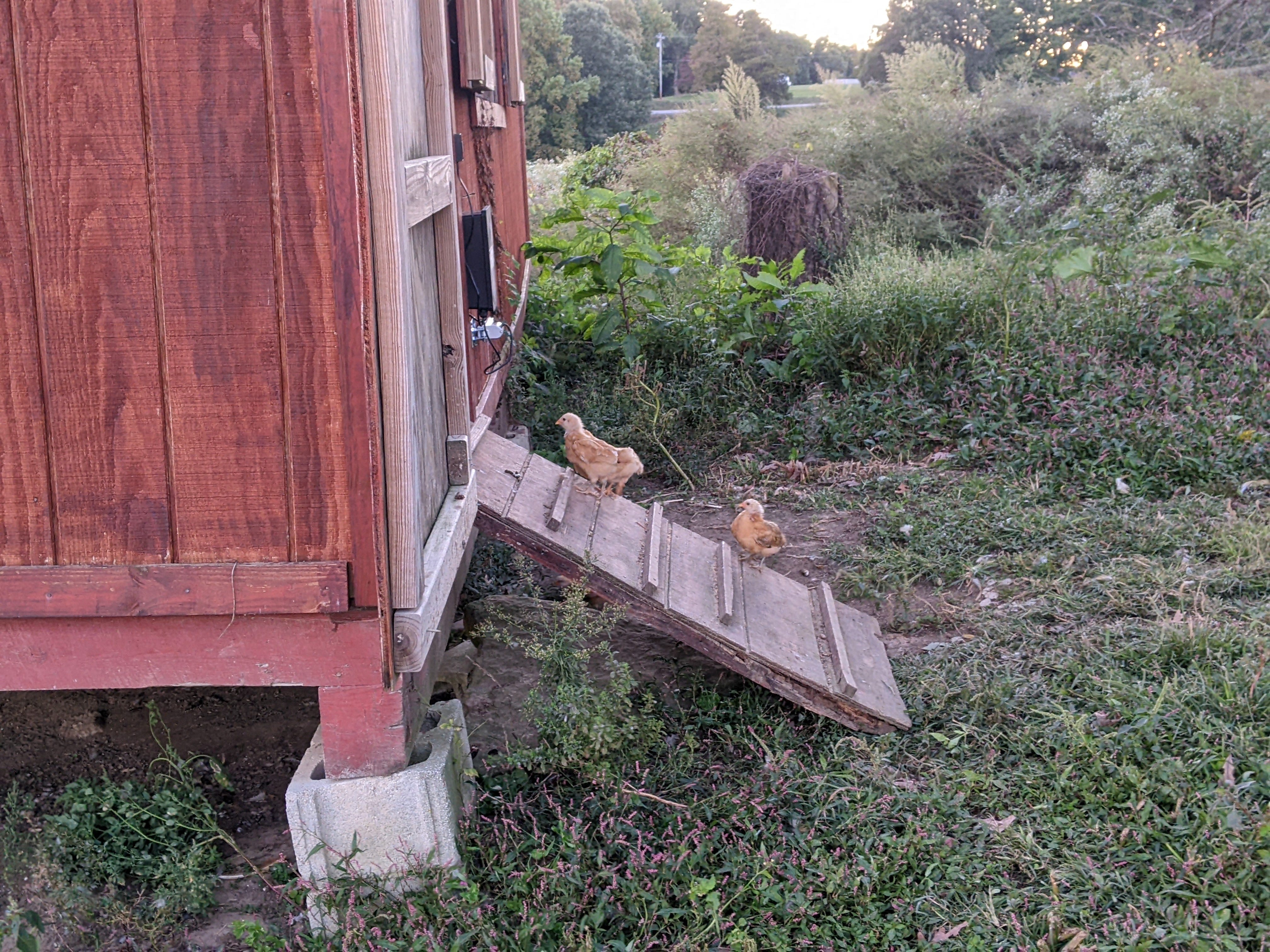 Something To Never Be Sheepish About - by AC Shilton