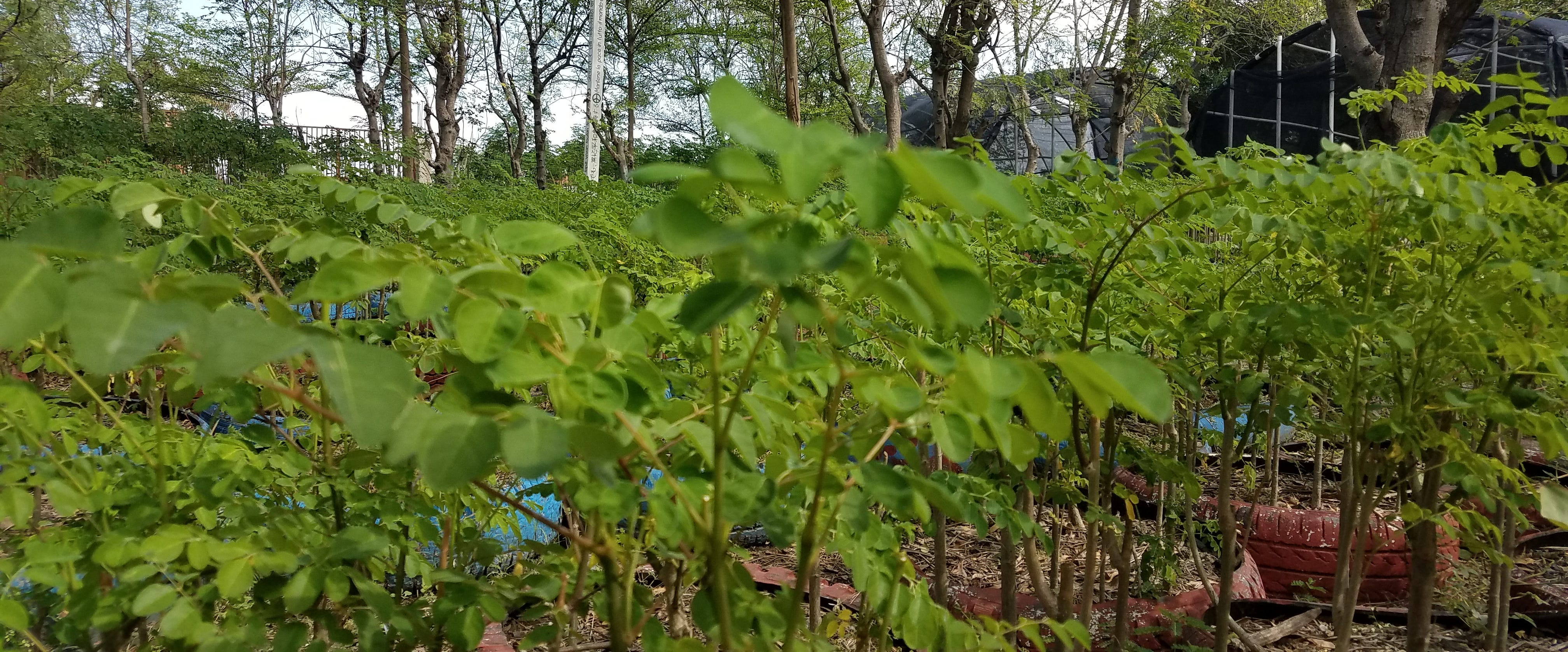 SAKALA's miracle trees - by Nancy Young - SAKALA Dreams